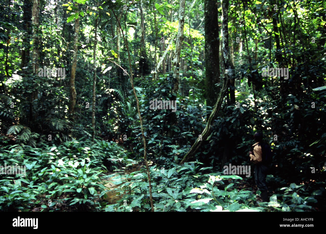 Lope National Park Gabon Stock Photo - Alamy