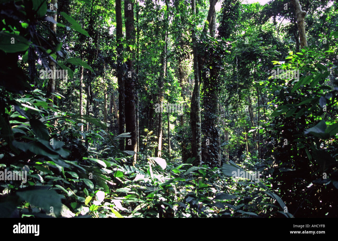 Congo basin rainforest hi-res stock photography and images - Alamy