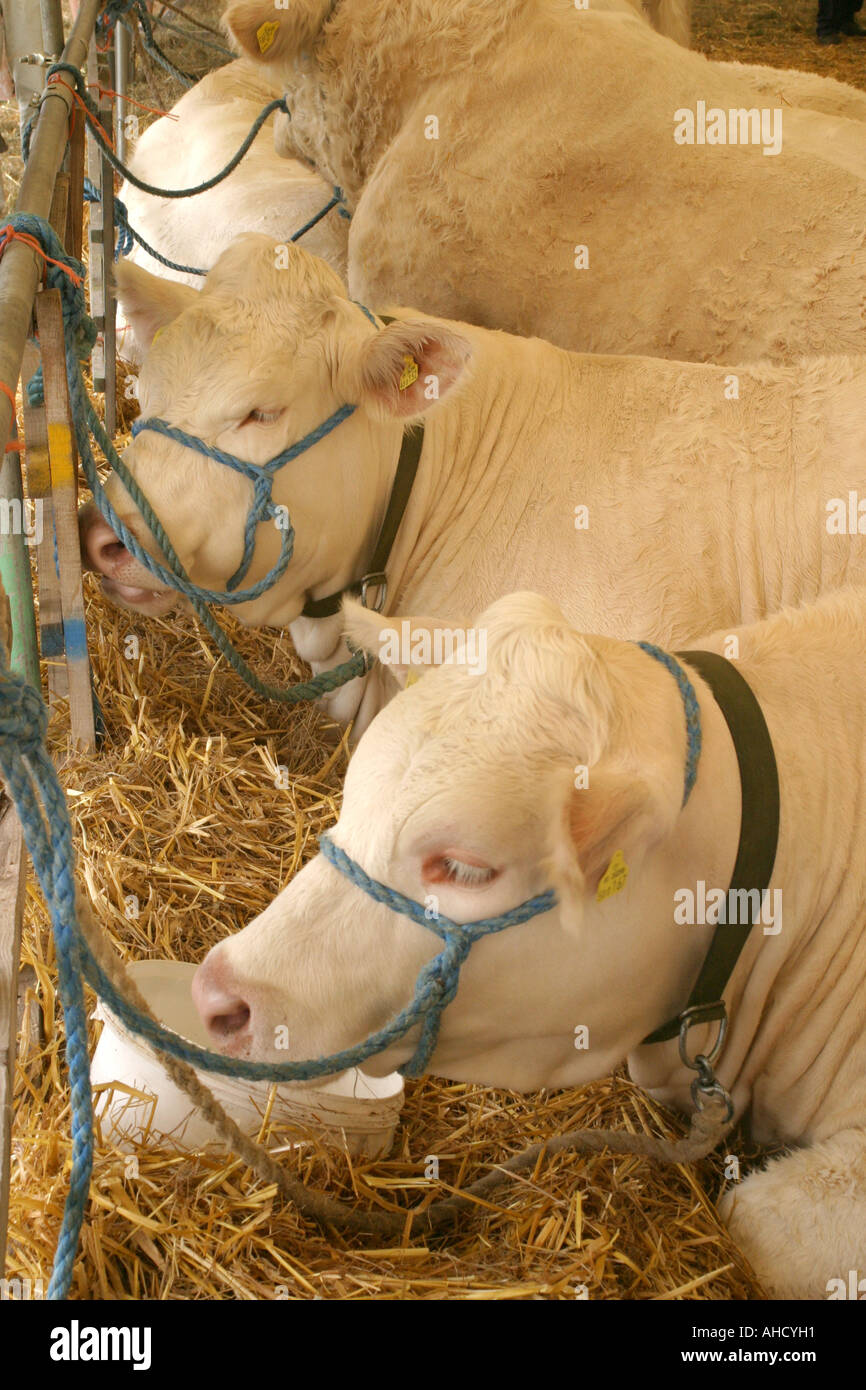 Cranleigh show hi-res stock photography and images - Alamy