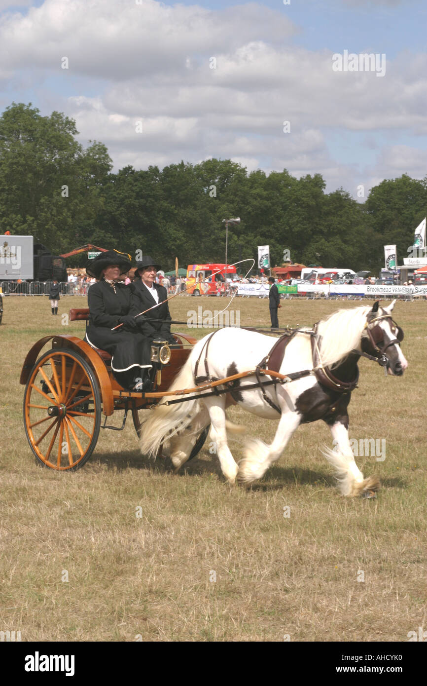 Cob horse competition uk hi-res stock photography and images - Alamy