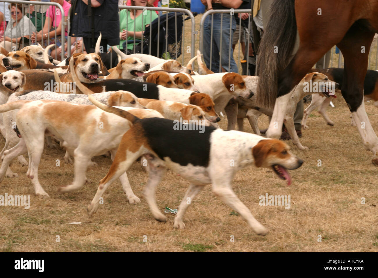 Cranleigh show hi-res stock photography and images - Alamy