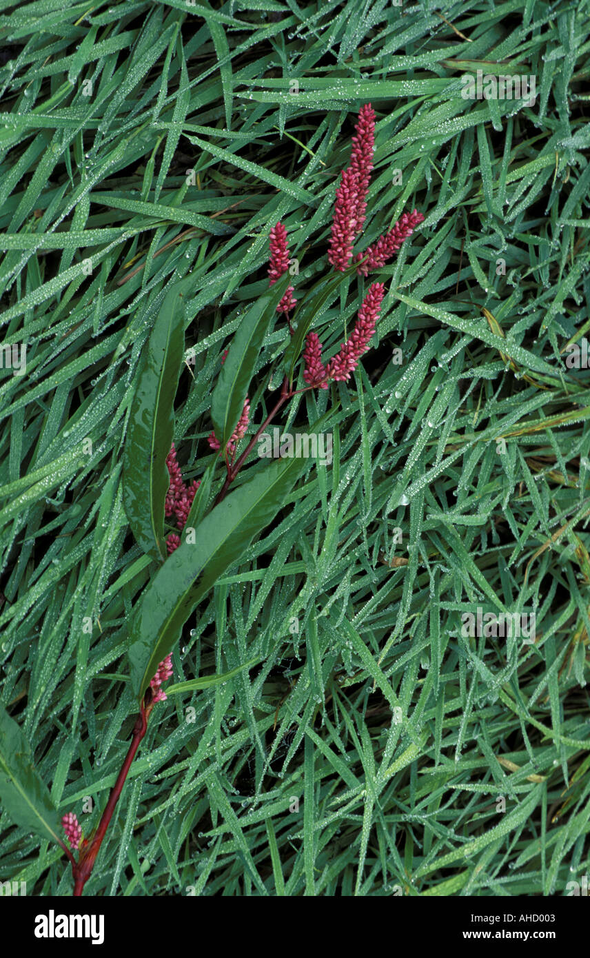 Polygonum lapathifolium hi-res stock photography and images - Alamy