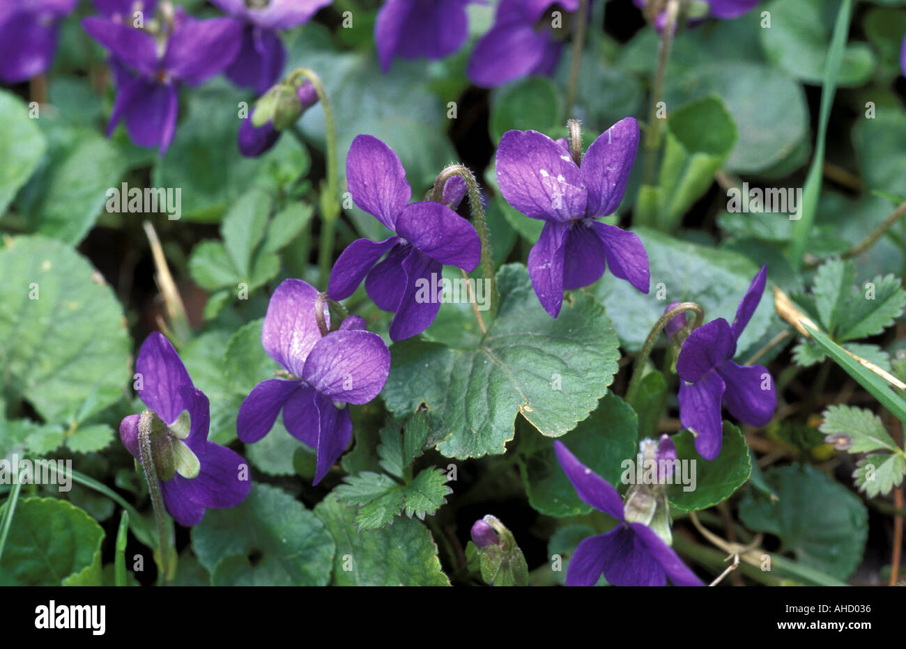 Viola Odorata Italy Stock Photo - Alamy