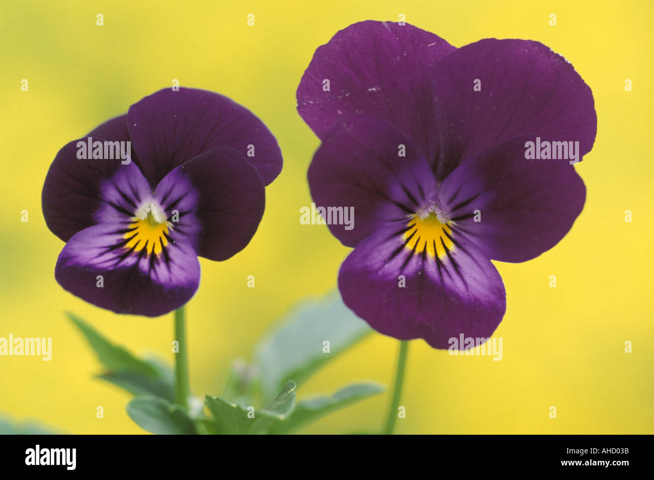 Botany viola hi-res stock photography and images - Alamy