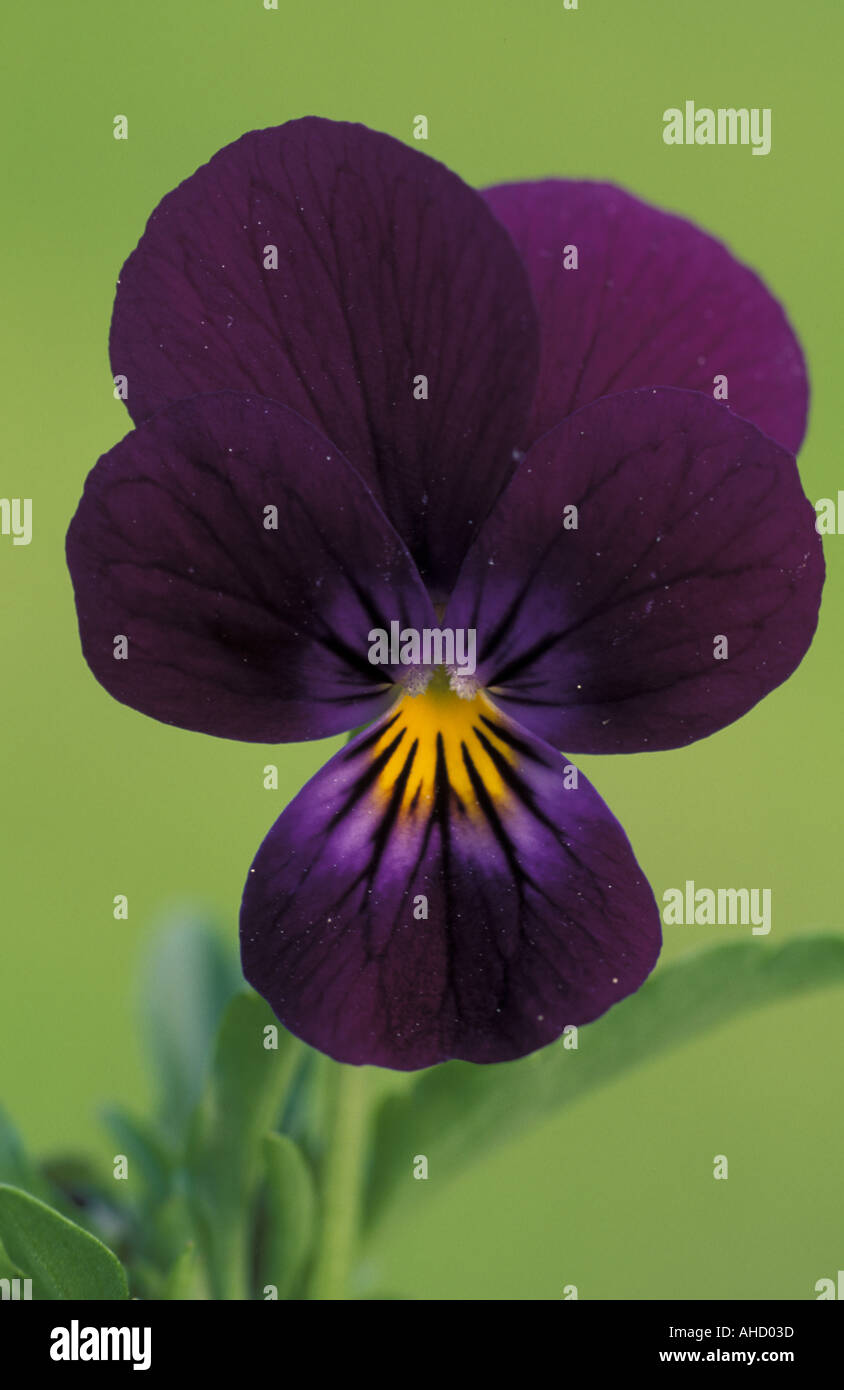 Botany viola hi-res stock photography and images - Alamy