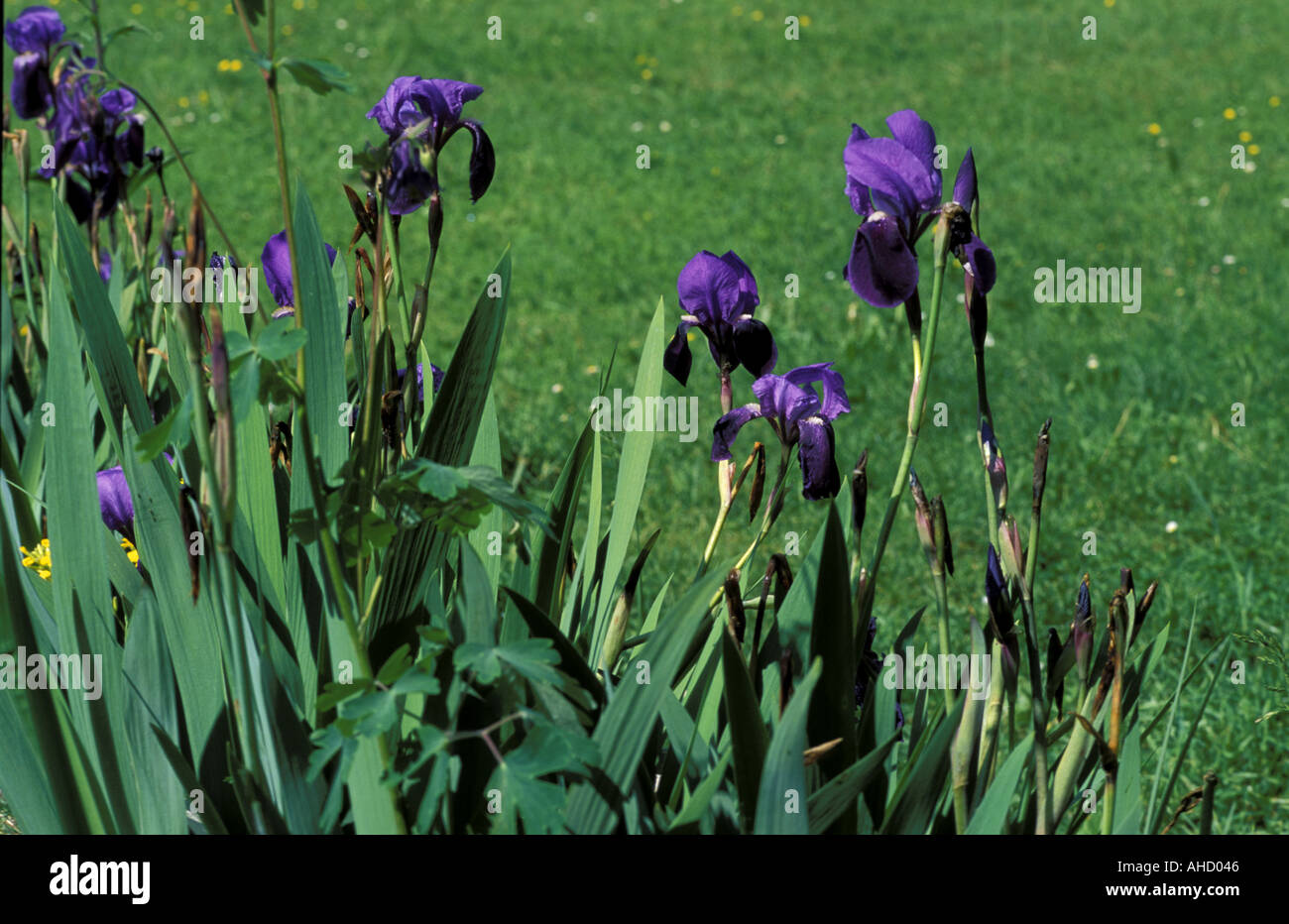 Marsica hi-res stock photography and images - Alamy