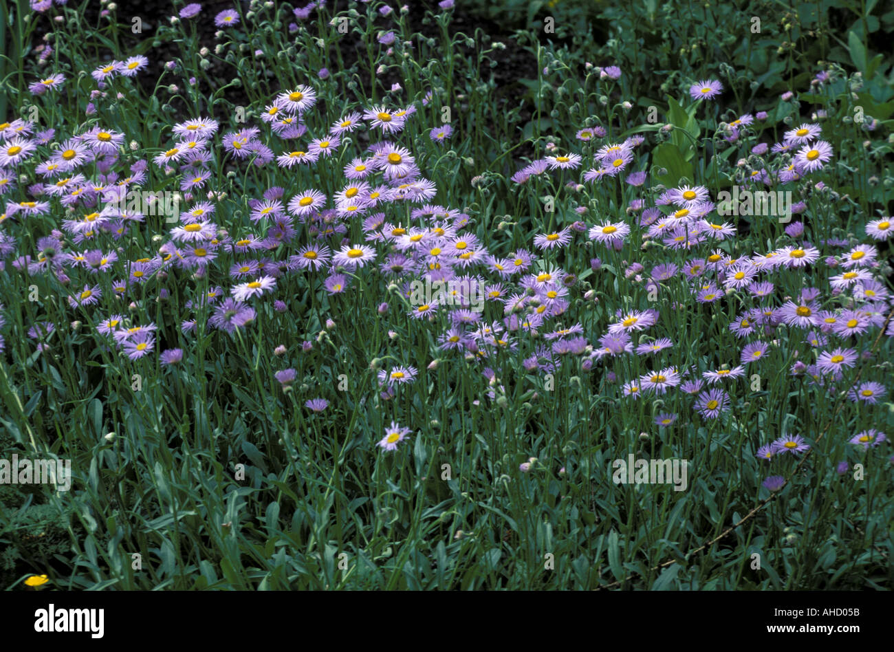 Erigeron Alpinus High Resolution Stock Photography and Images - Alamy