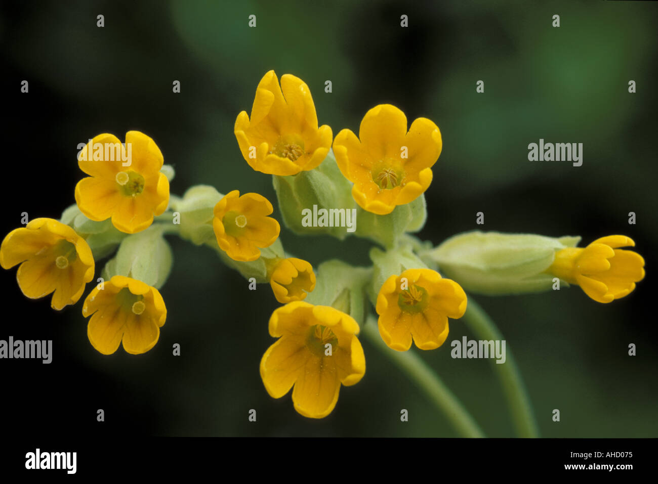 Primula Officinalis Italy Stock Photo - Alamy