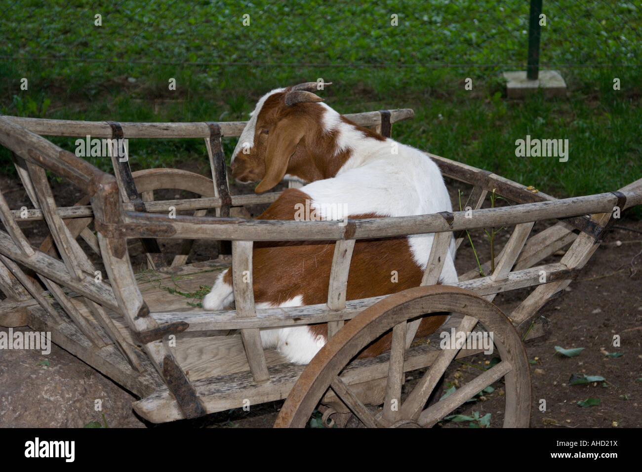 Cart goat hi-res stock photography and images - Alamy