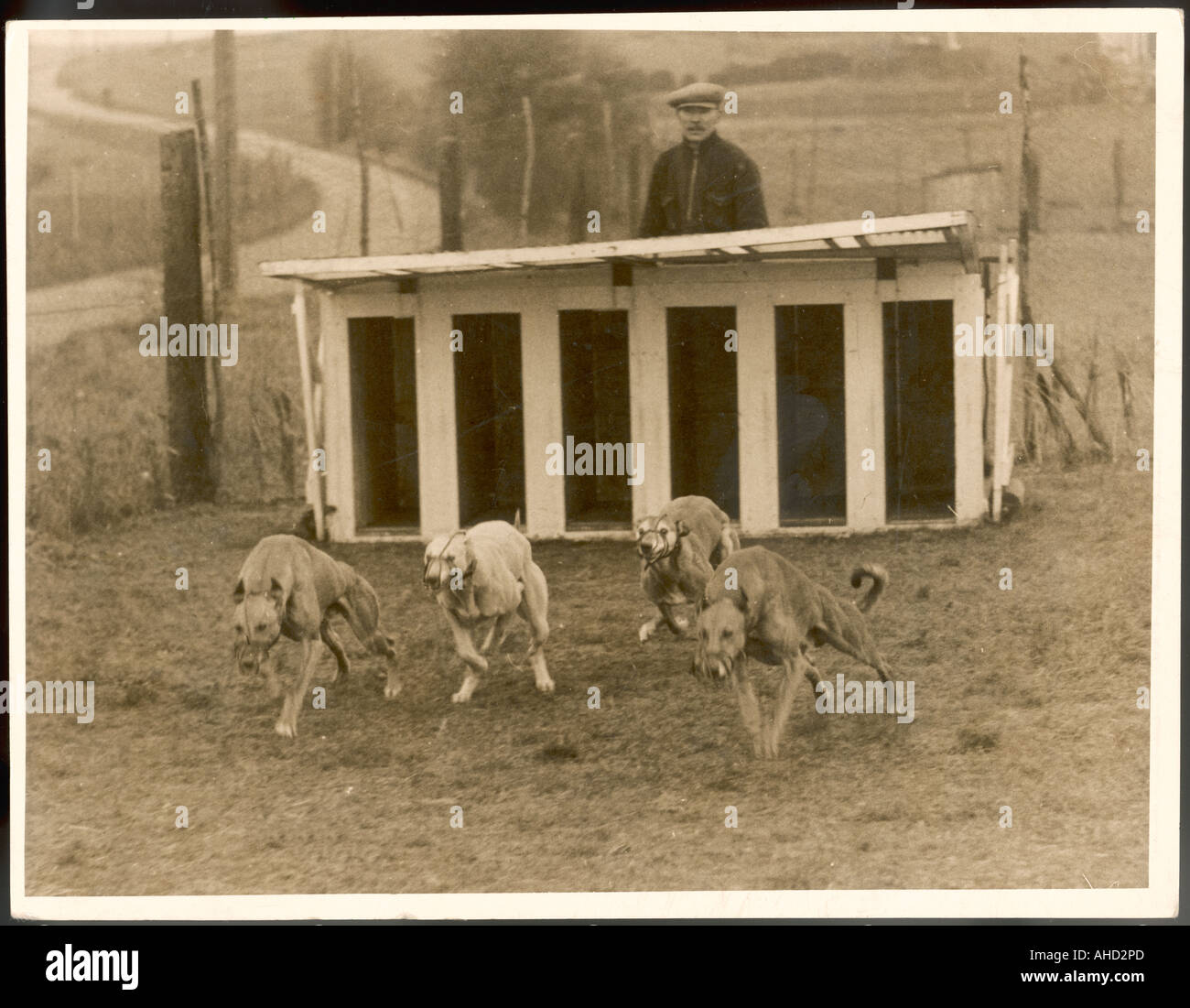 Dogs out of the traps hi-res stock photography and images - Alamy