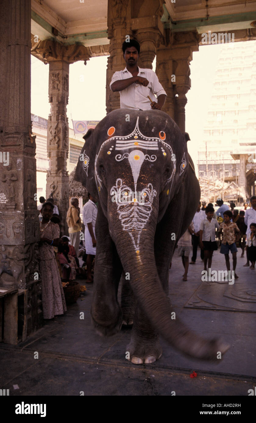 South India Tamil Nadu KanchipuramTemple Sacred Elephant Stock Photo ...