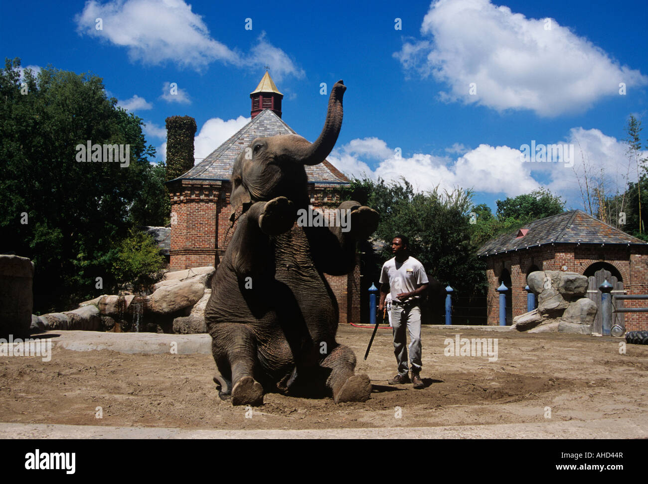 Elephant sitting, two legs raised, Audubon Zoo, New Orleans, USA Stock ...