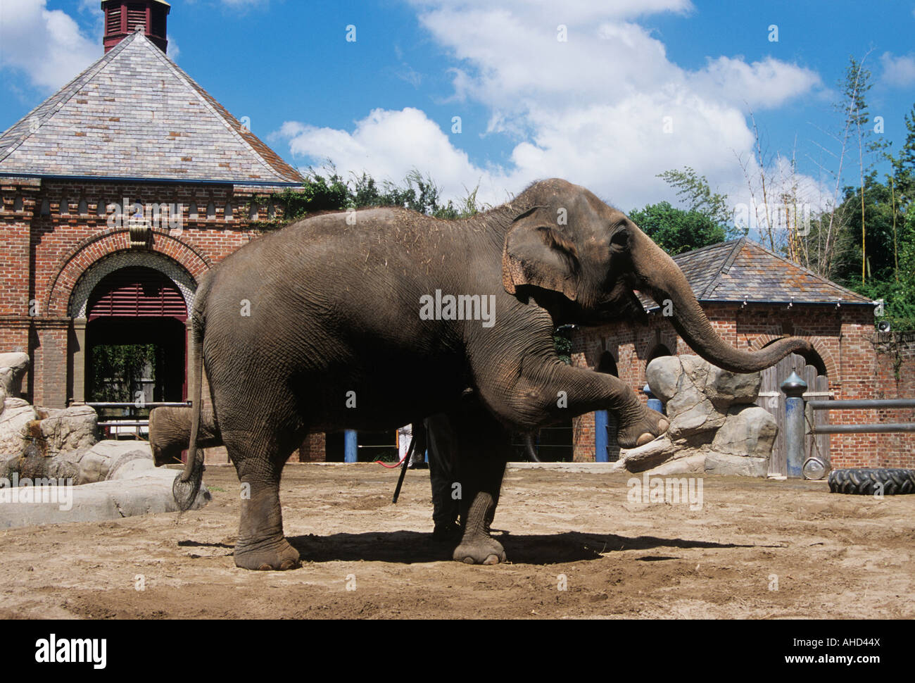 Elephants standing on two legs hi-res stock photography and images - Alamy