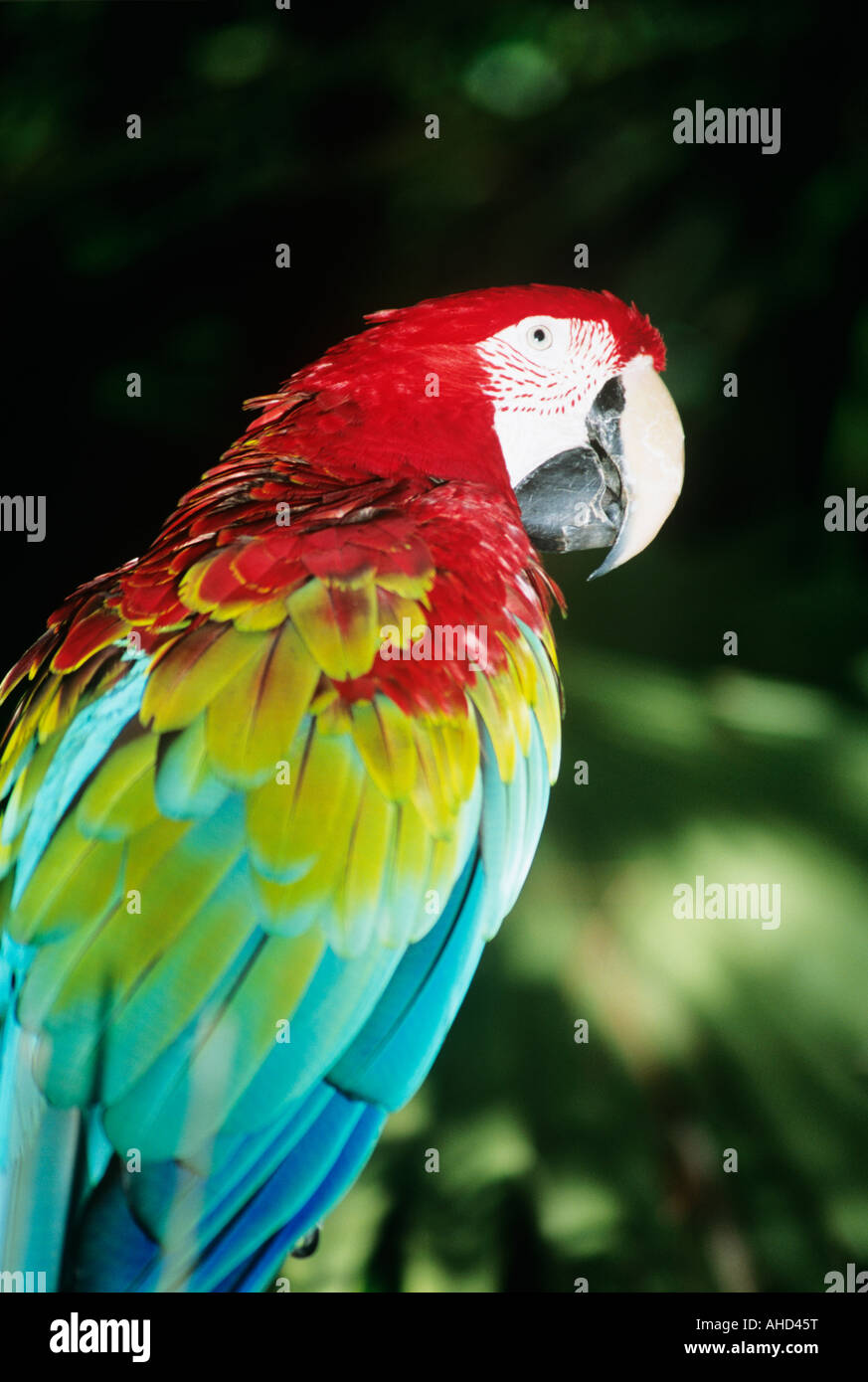 Colourful parrot, Audubon Zoo, New Orleans, USA Stock Photo - Alamy