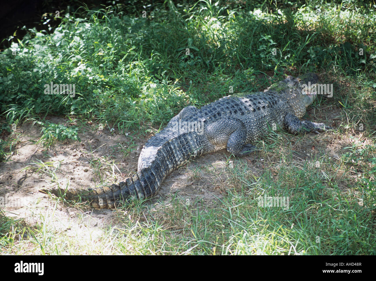 Alligator, Audubon Zoo, New Orleans, Louisiana, USA Stock Photo - Alamy