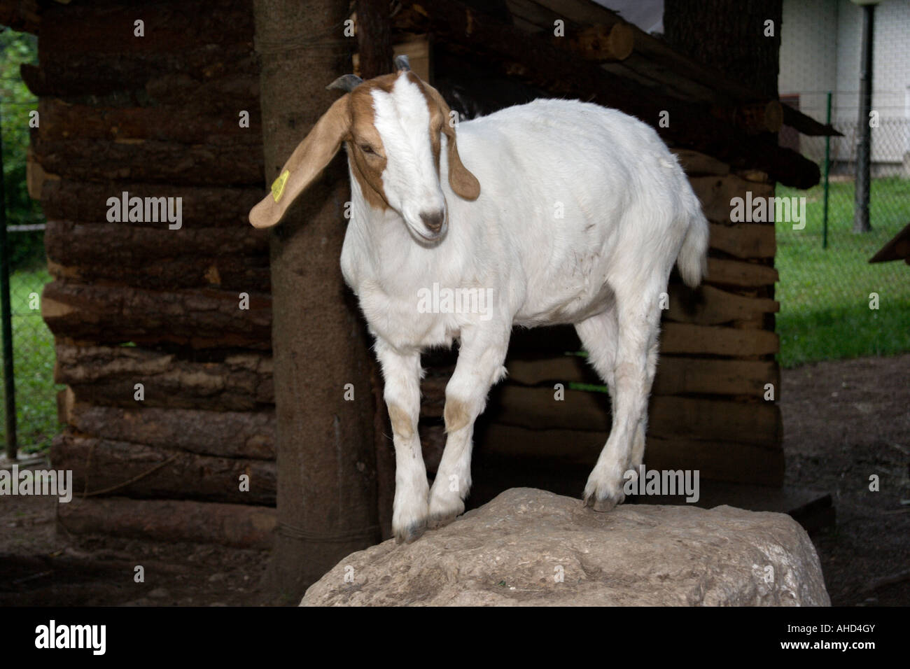 Goat standing on stone hi-res stock photography and images - Alamy