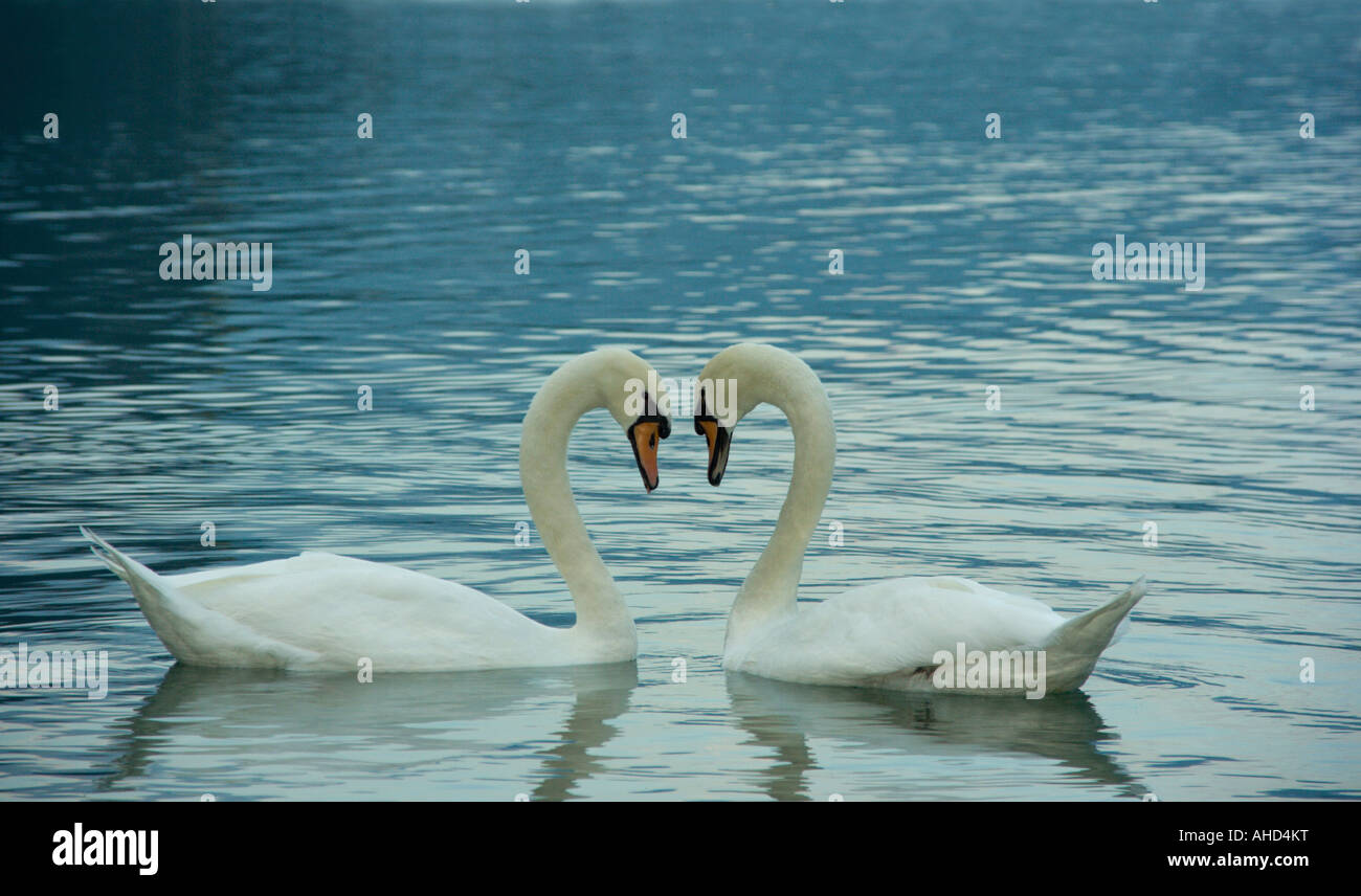 Two swans forming heart shape hi-res stock photography and images - Alamy