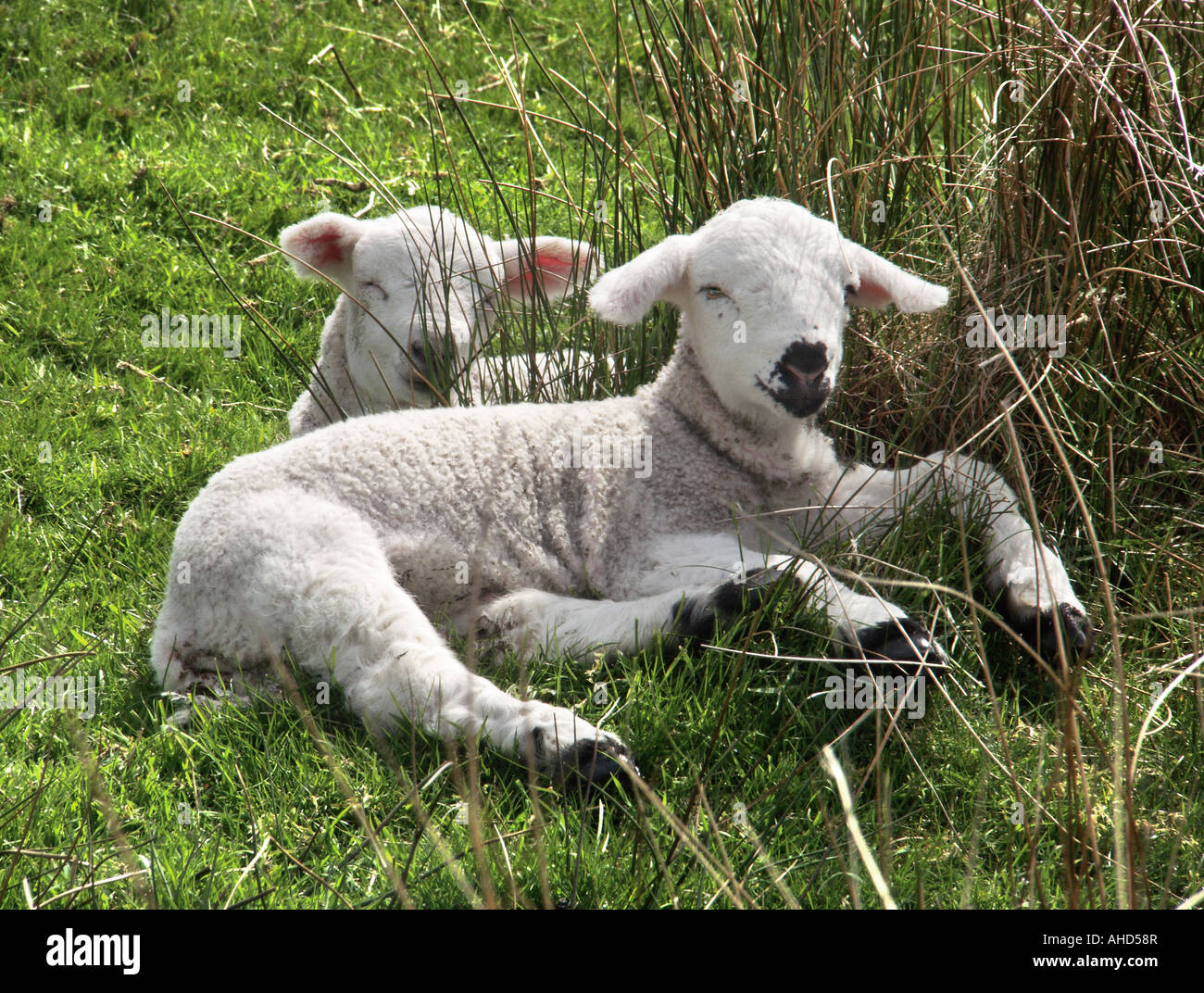 Lambs to slaughter hi-res stock photography and images - Alamy