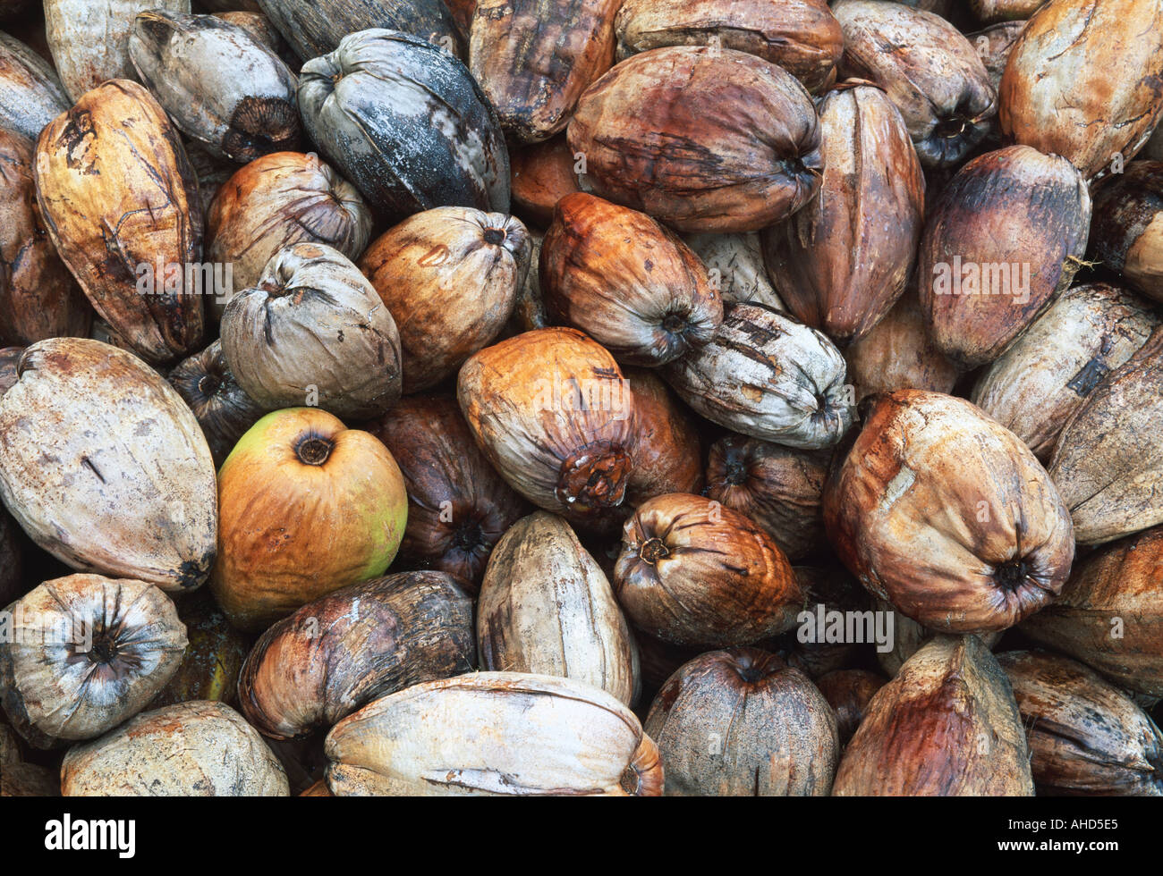 Indian Ocean, Seychelles, Mahe Island, Coconuts detail Stock Photo - Alamy
