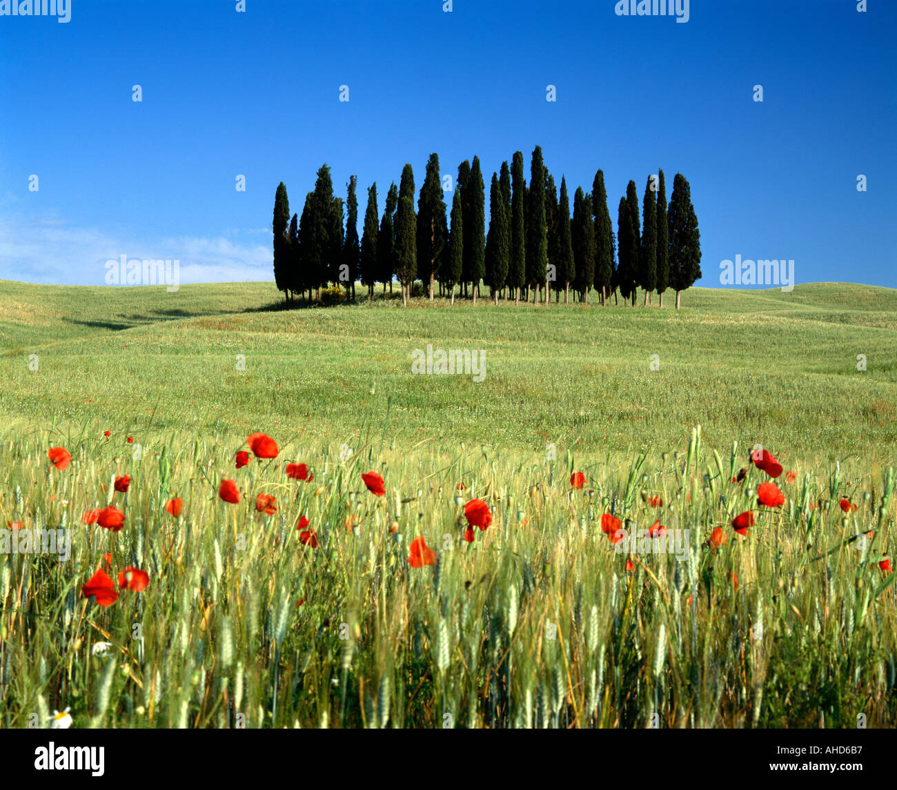 Italy tuscany cypress landscape hi-res stock photography and images - Alamy
