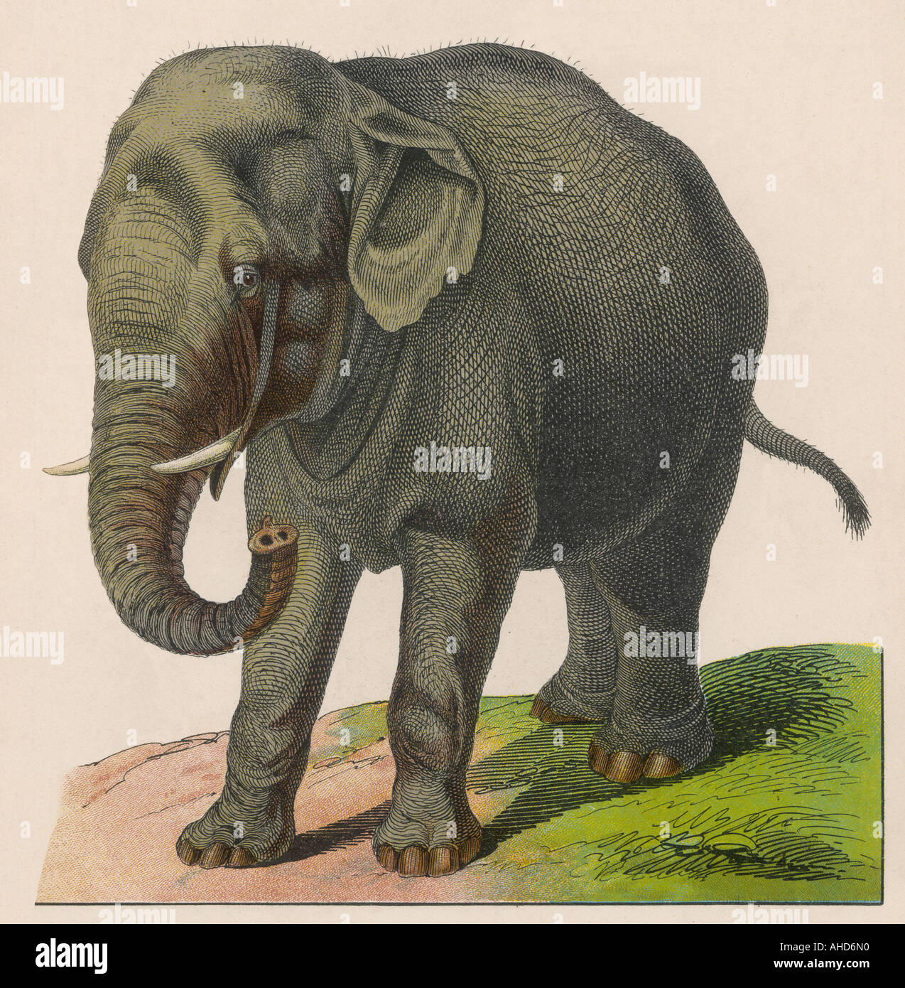 Indian elephants indian elephants hi-res stock photography and images ...