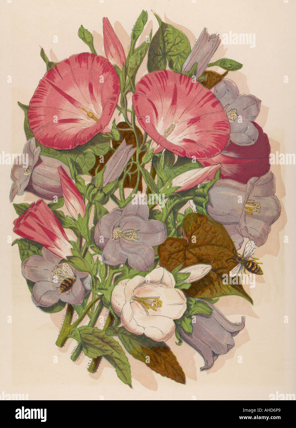 Convolvulus blue flowers convolvulus hi-res stock photography and ...