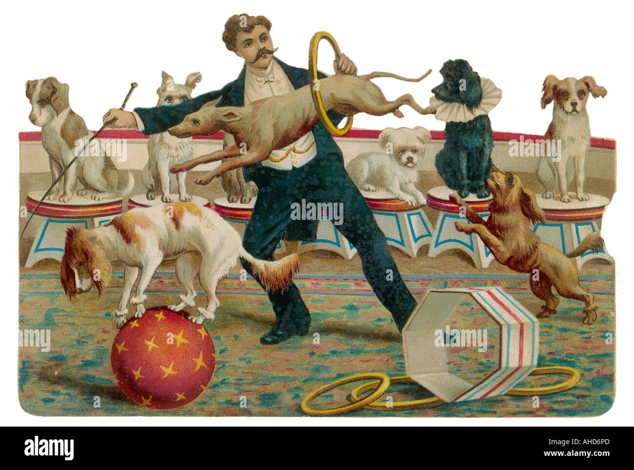 Performing animals hi-res stock photography and images - Alamy