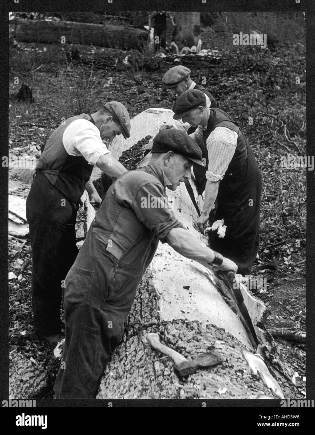 Oak bark stripping hi-res stock photography and images - Alamy