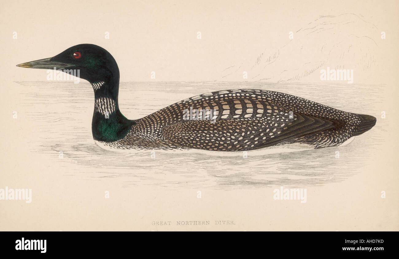Great Northern Diver Stock Photo - Alamy
