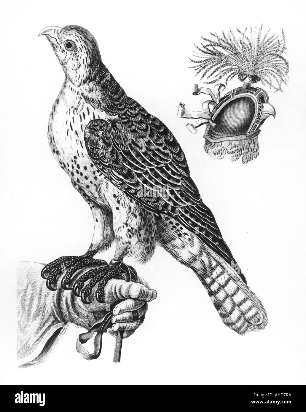 Hawking birds hi-res stock photography and images - Alamy