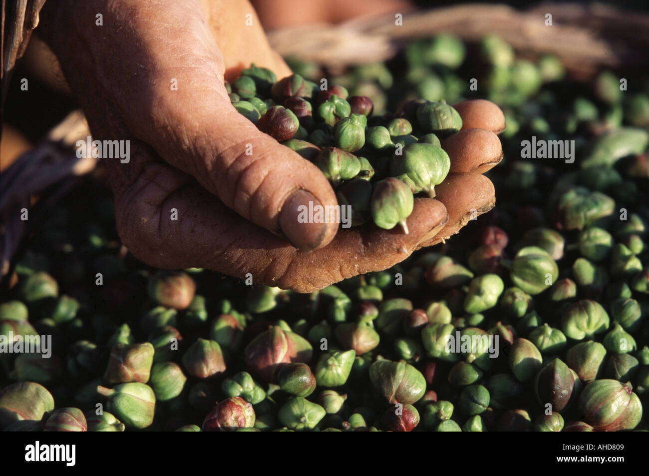Caper farmer italy hi-res stock photography and images - Alamy