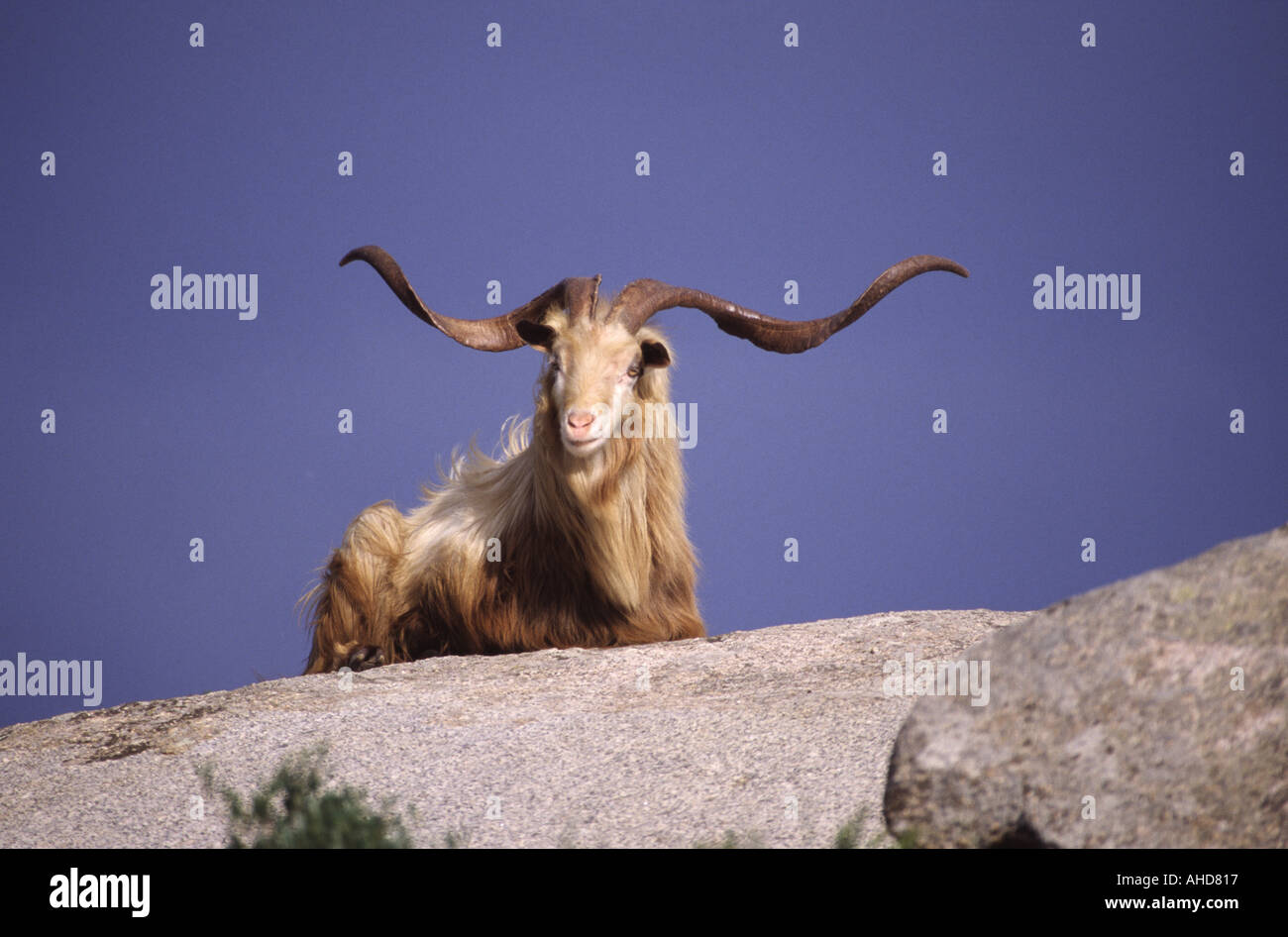 Muflon italy hi-res stock photography and images - Alamy