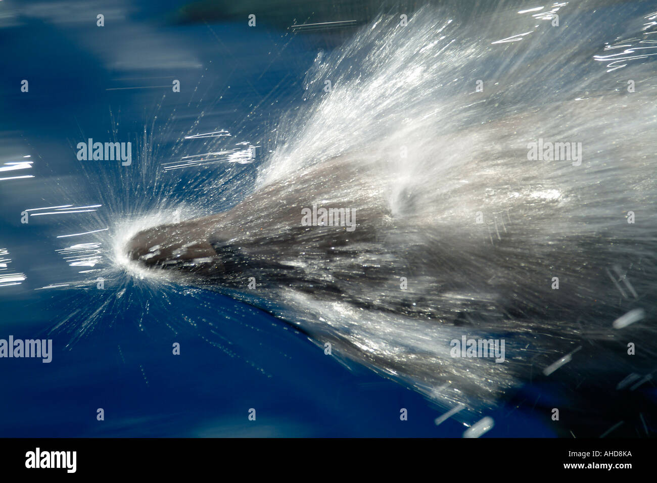 Dolphin following boat hi-res stock photography and images - Alamy