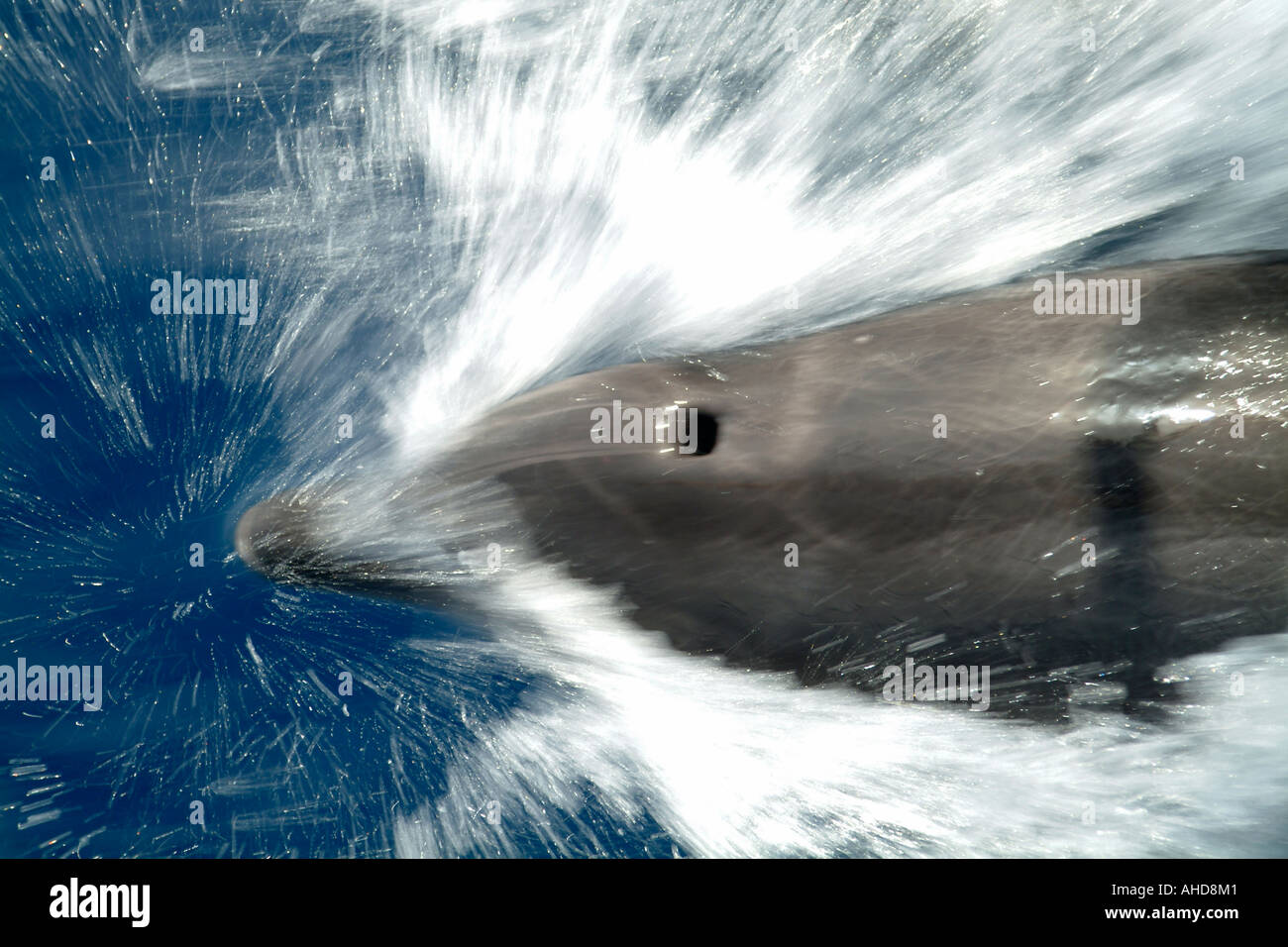 Dolphin following boat hi-res stock photography and images - Alamy