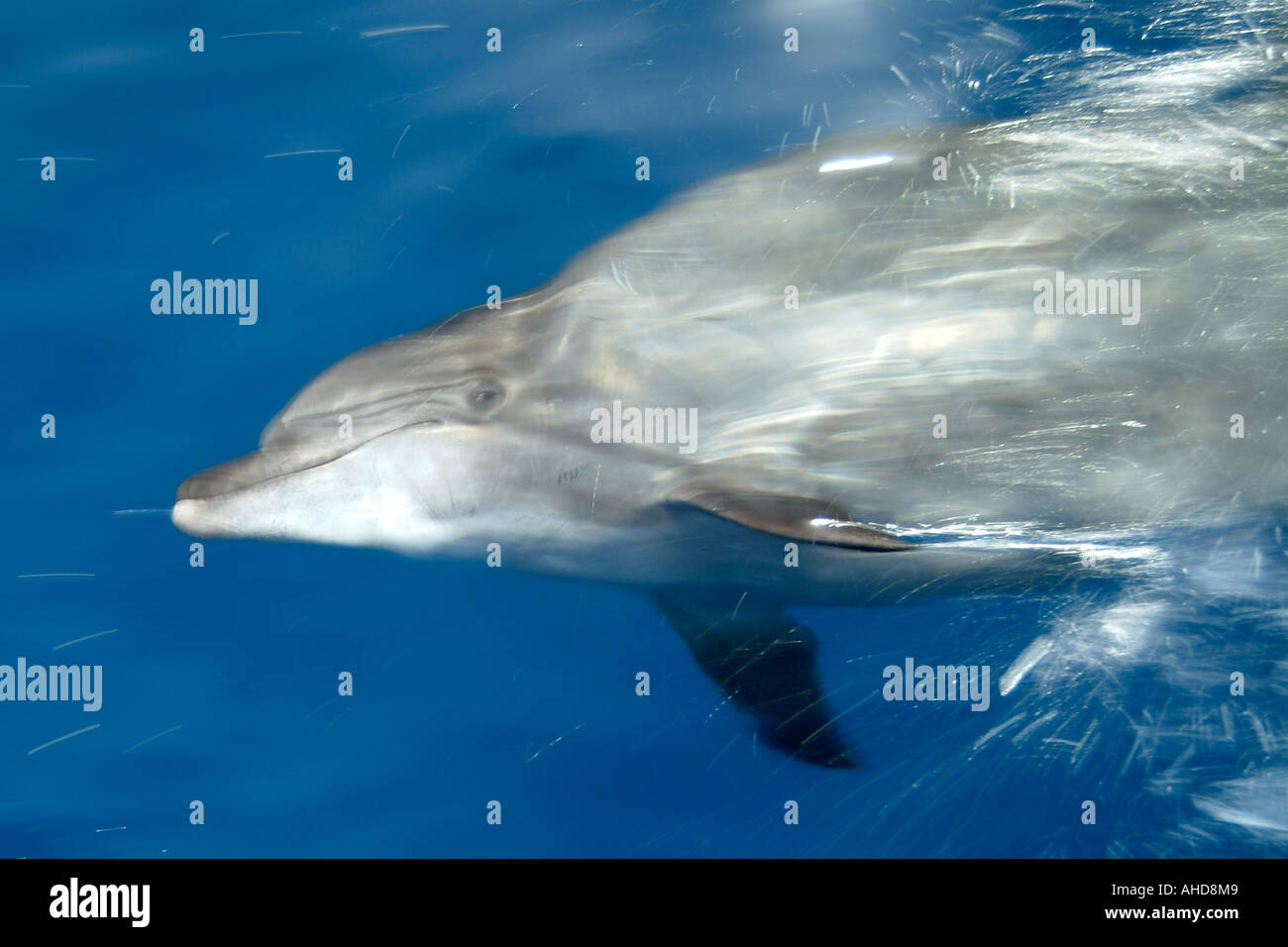 Dolphin following boat hi-res stock photography and images - Alamy