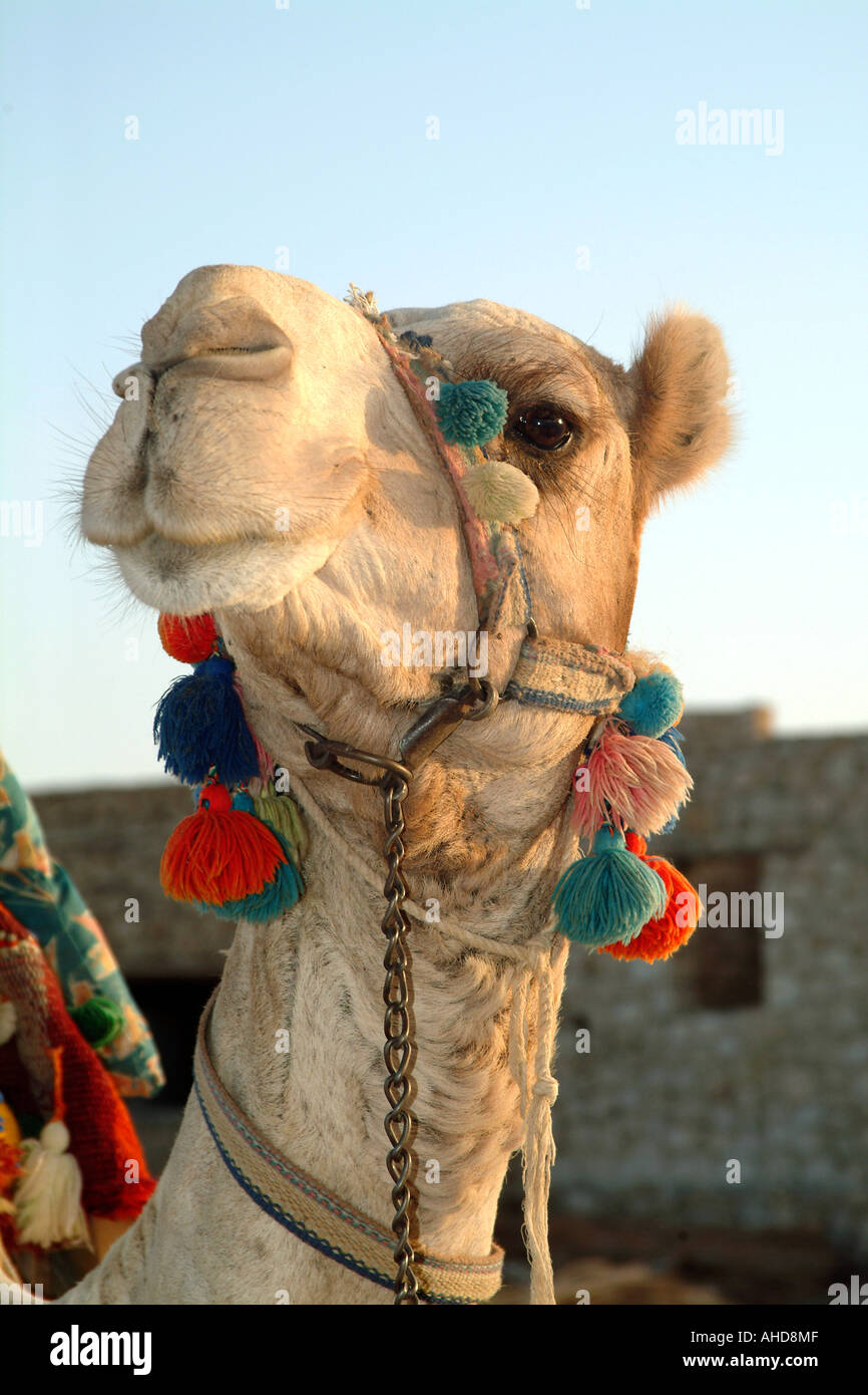 camel in egypt Stock Photo - Alamy