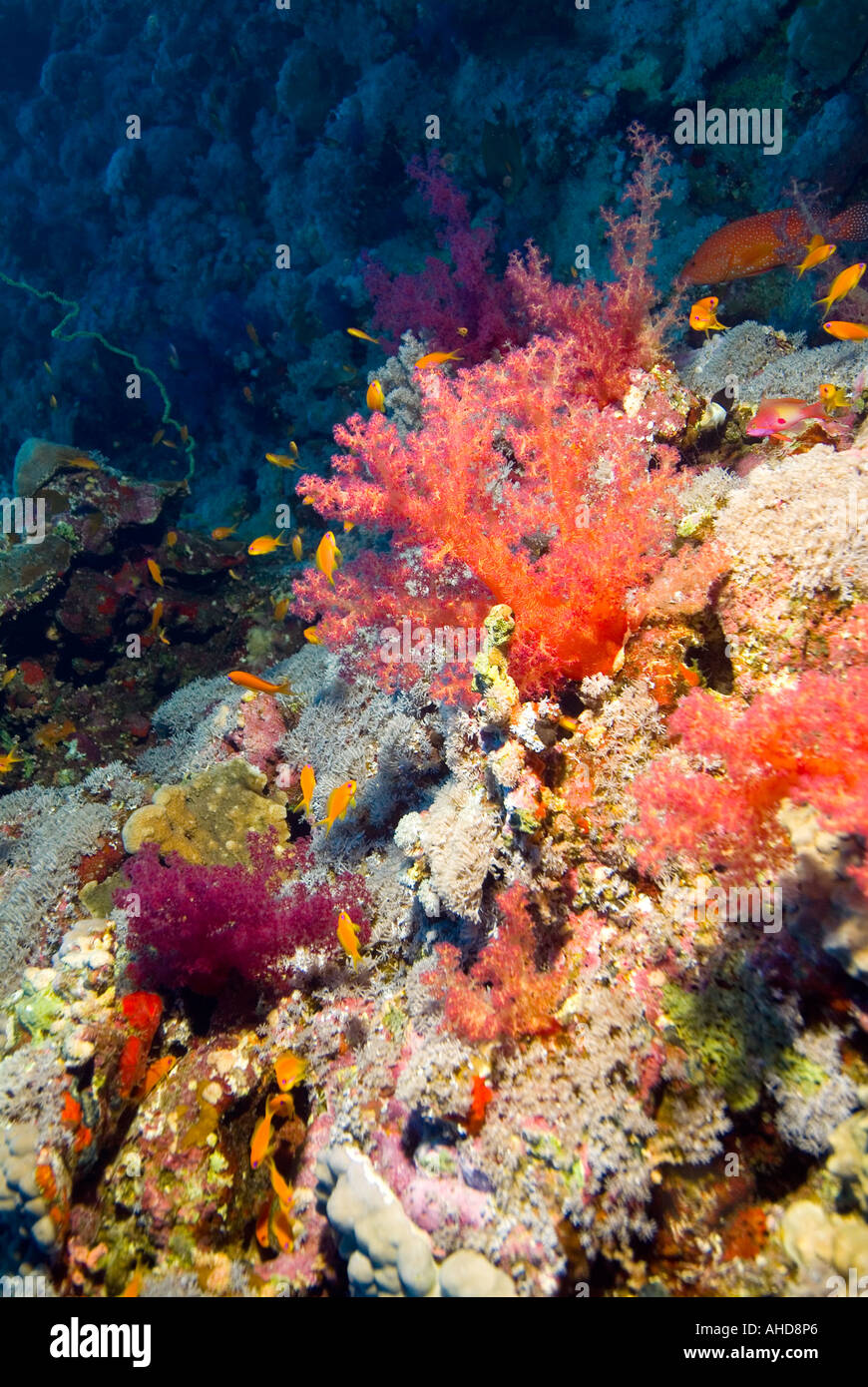 very colourful coral reef in the red sea Stock Photo - Alamy