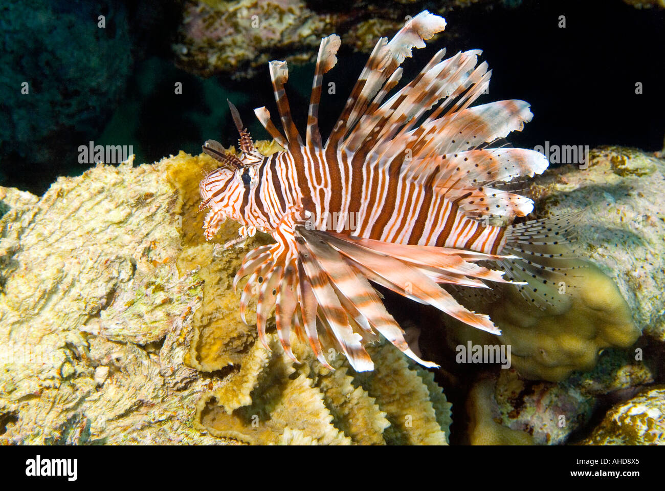 lion fish in the red sea Stock Photo - Alamy