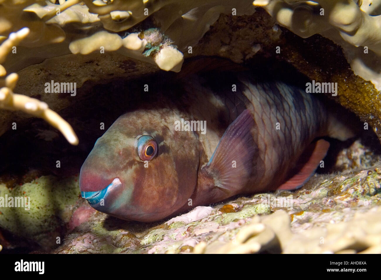 sleeping parrot fish in the red sea Stock Photo - Alamy