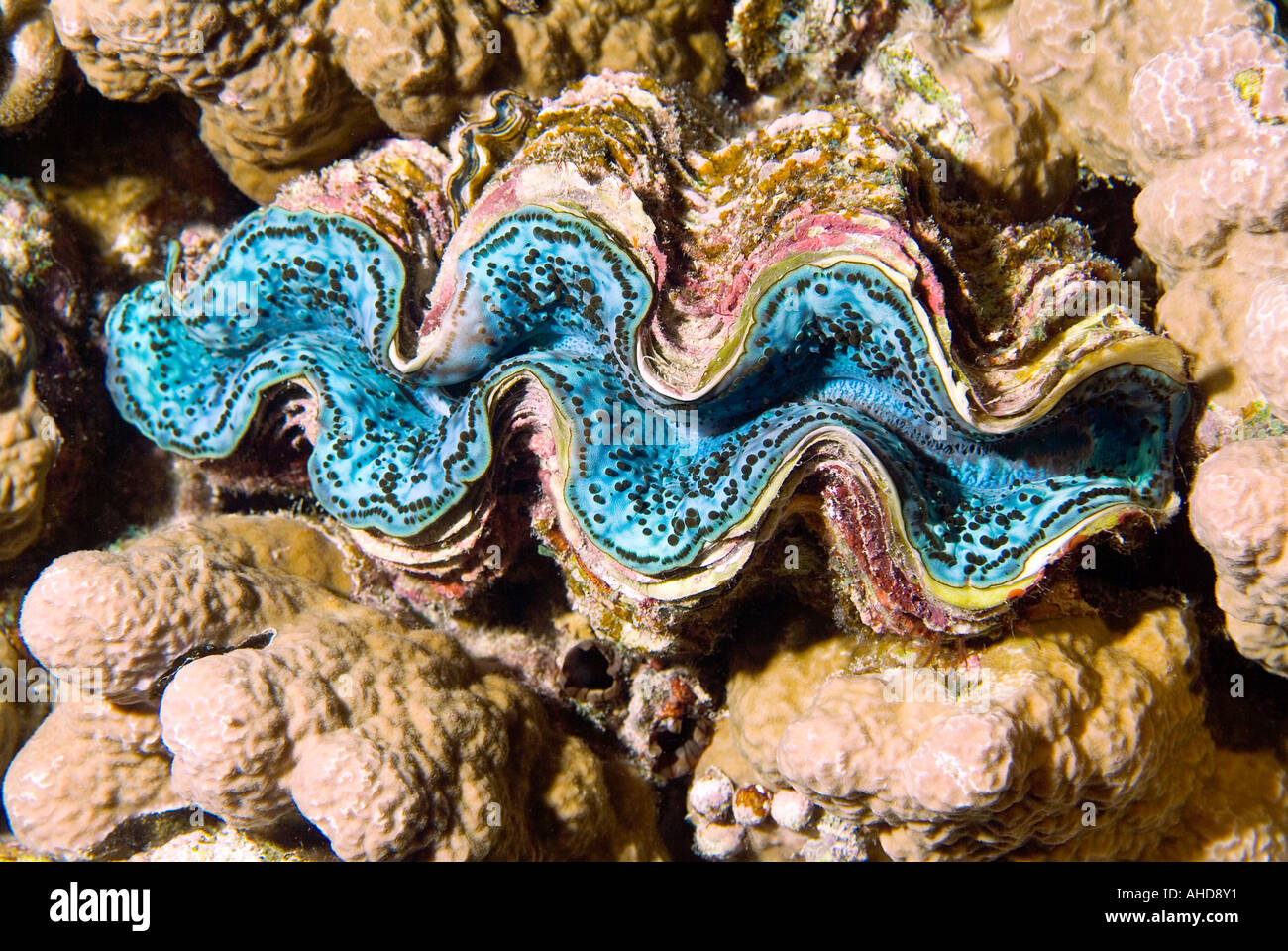 colourful clam in the Red Sea Stock Photo - Alamy