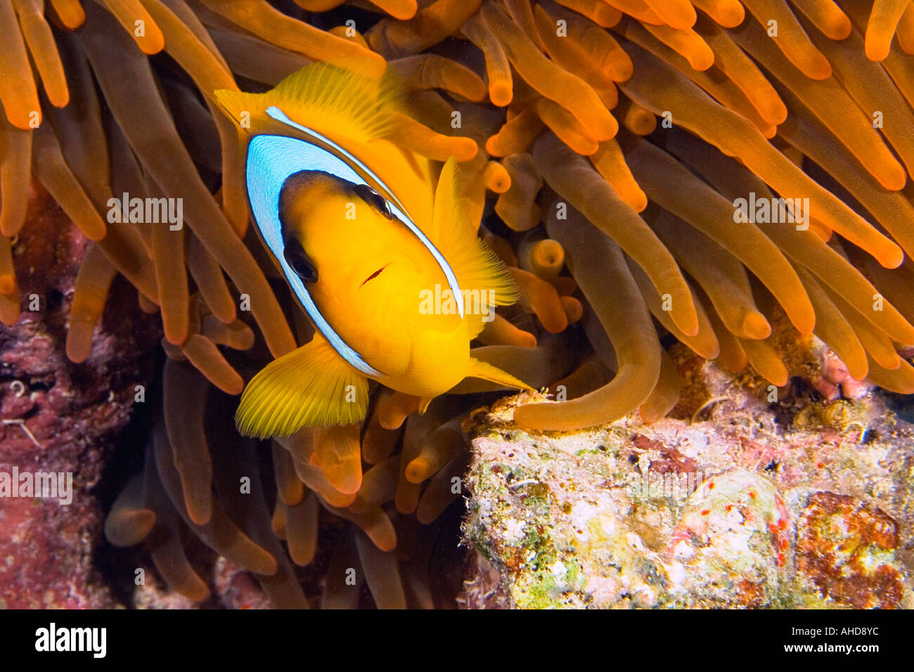 Cute nemo clown fish in the Red Sea Stock Photo - Alamy