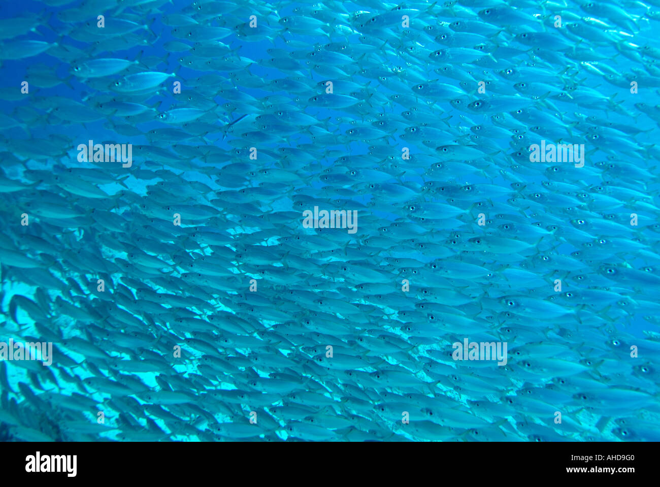 inside a large shoal of fish in Bonaire Stock Photo - Alamy
