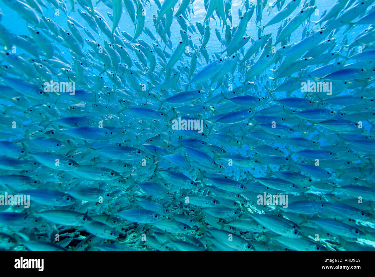 inside a huge bait ball in Bonaire Stock Photo - Alamy