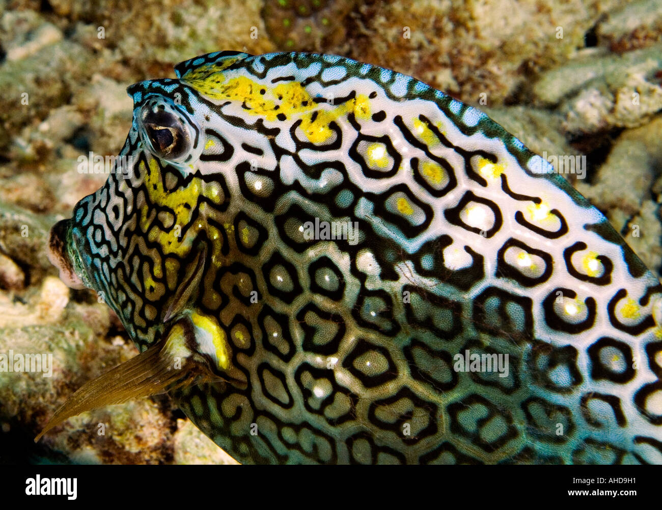 very colourful box fish in caribbean Stock Photo - Alamy