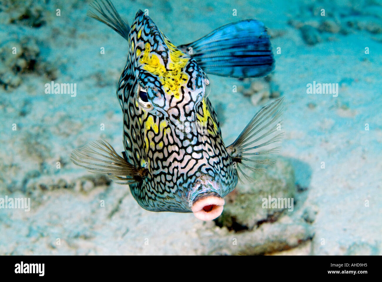 very colourful box fish in caribbean Stock Photo - Alamy
