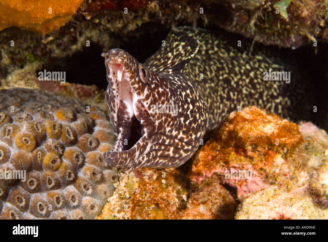 peppered moray eel with mouth wide open in Bonaire Stock Photo - Alamy