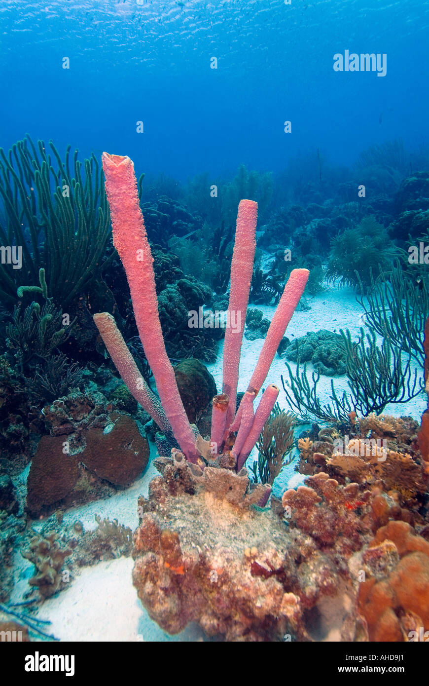 purple tube sponge in Bonaire Stock Photo - Alamy