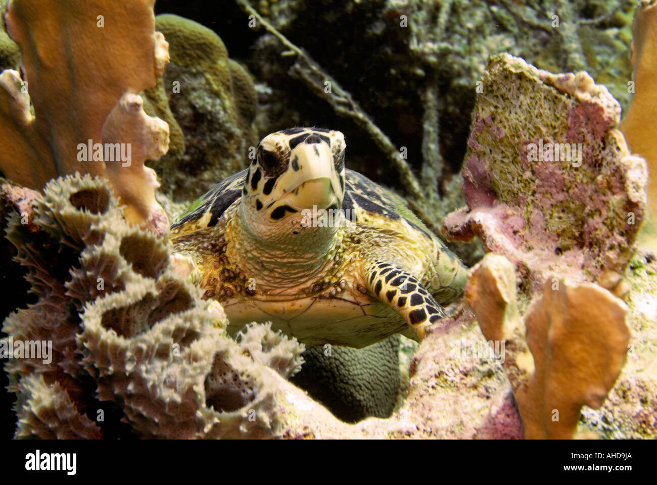 Turtle resting in coral reef Bonaire Stock Photo - Alamy