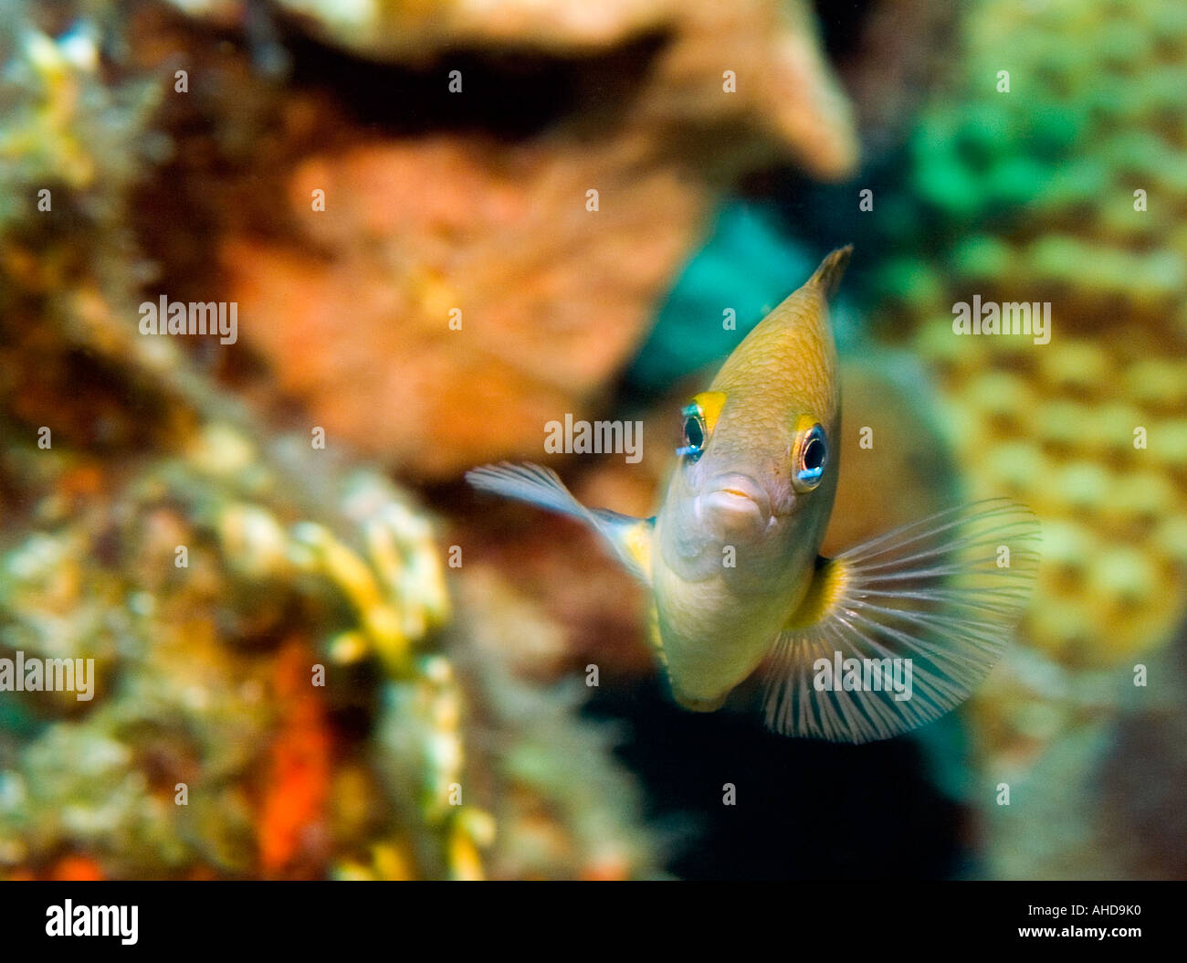Cute damsel fish in caribbean hi-res stock photography and images - Alamy