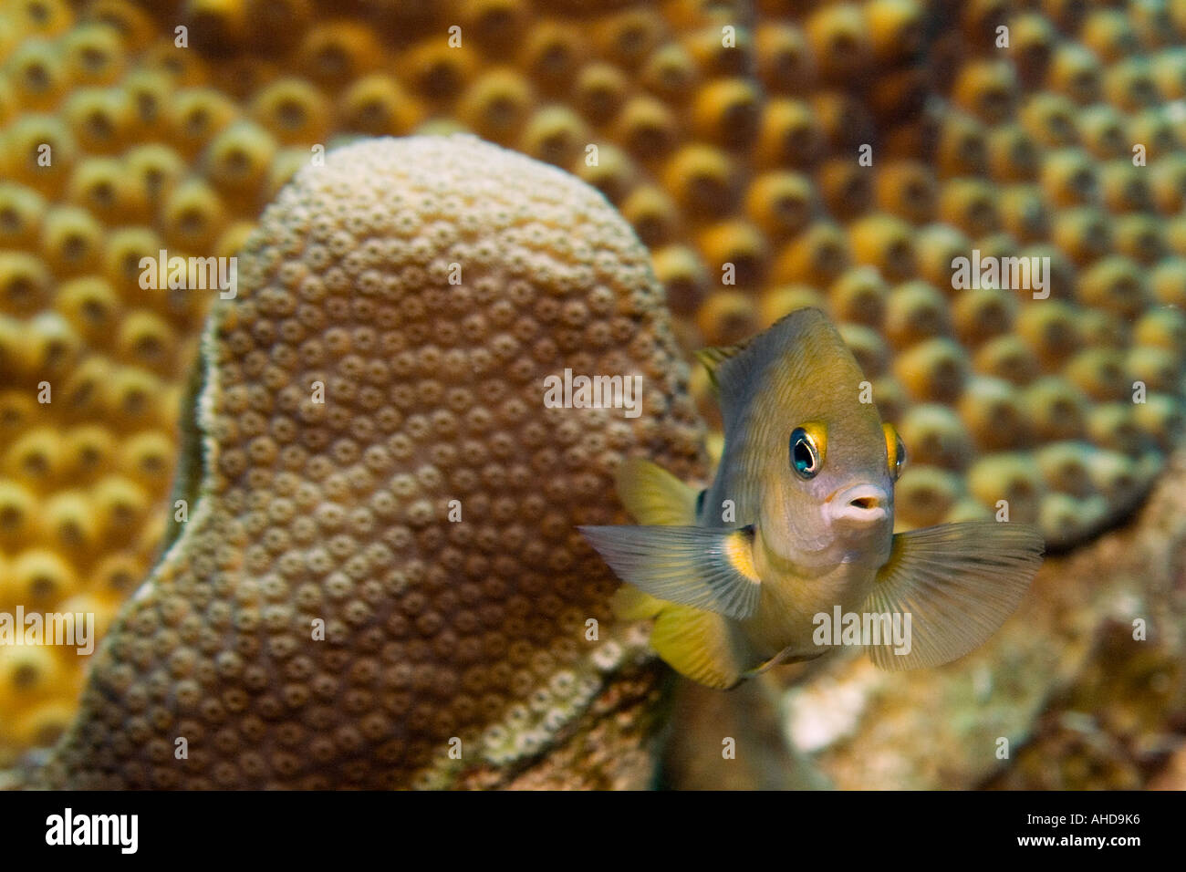 Cute damsel fish in caribbean hi-res stock photography and images - Alamy